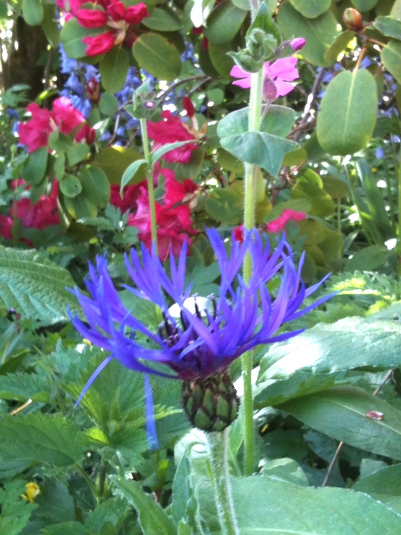 traza – traza – tuinontwerp + tuinhuizen + binnenhuisarchitectuur + verbouwingen in Amsterdam ...